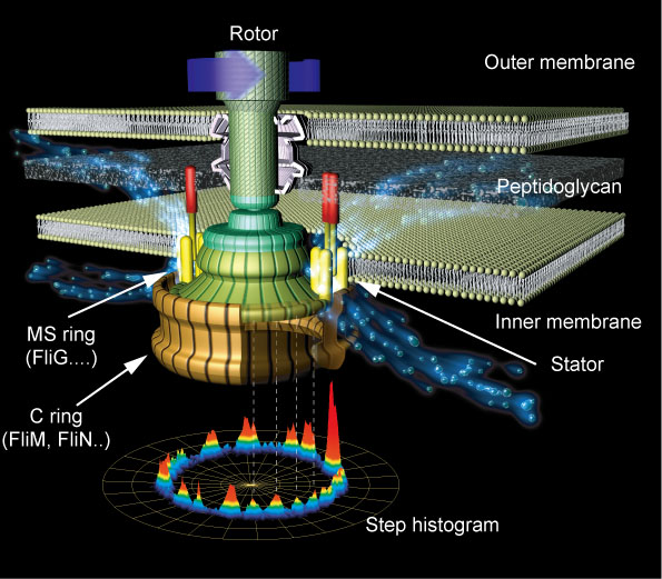 Laboratory of Nano-Biophysics | Graduate School of Frontier Biosciences ...